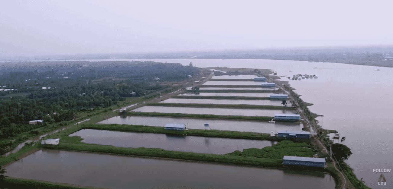 A more balanced appraisal of Vietnam’s pangasius sector | The Fish Site