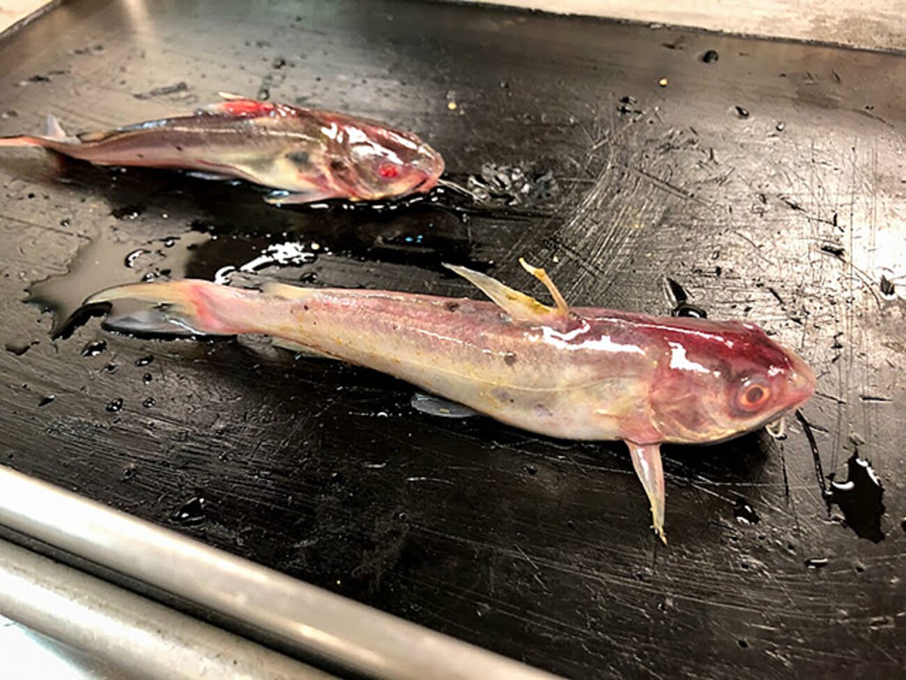 Researchers close to cracking the code on deadly catfish disease | The ...