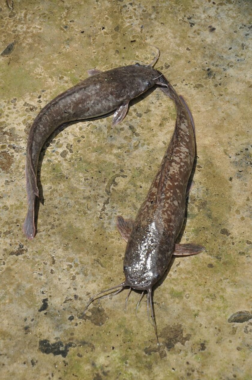 The rise and rise of global catfish culture | The Fish Site