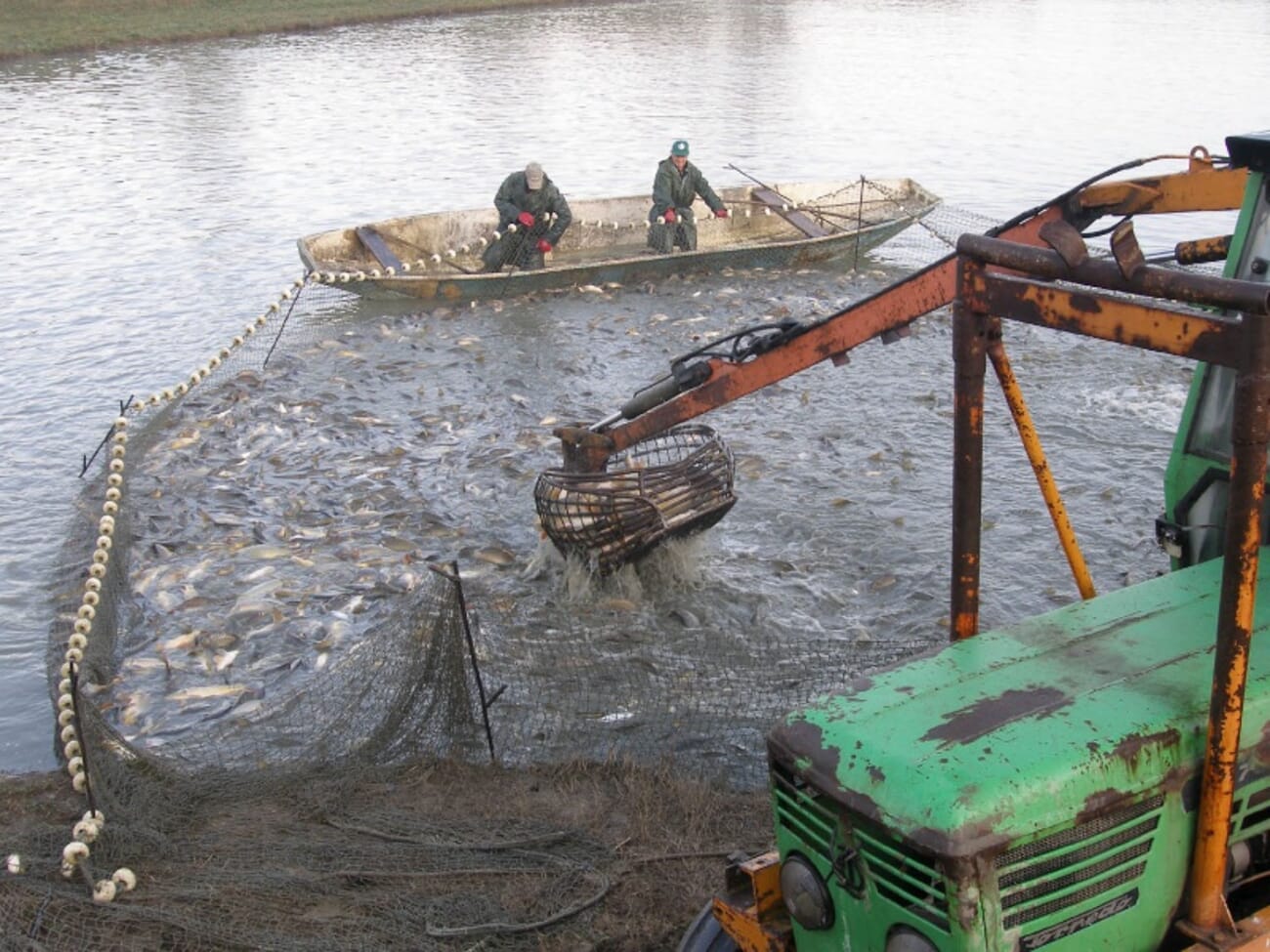 Croatians to launch beluga sturgeon farm | The Fish Site