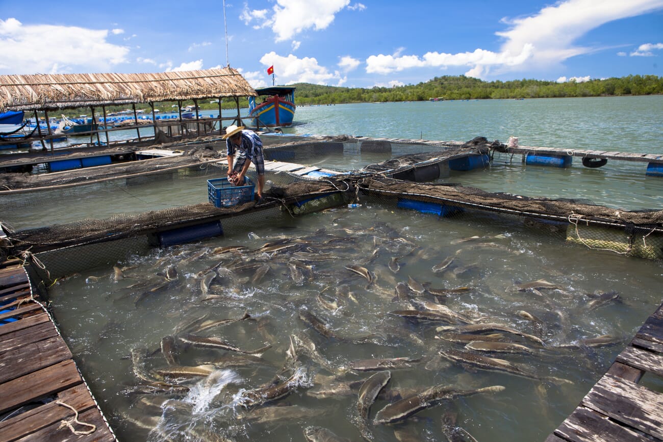 Aquaculture partnership promotes insect protein for pangasius | The ...