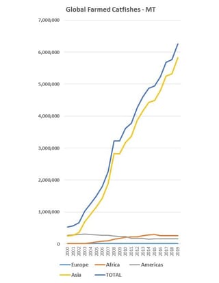 The rise and rise of global catfish culture | The Fish Site