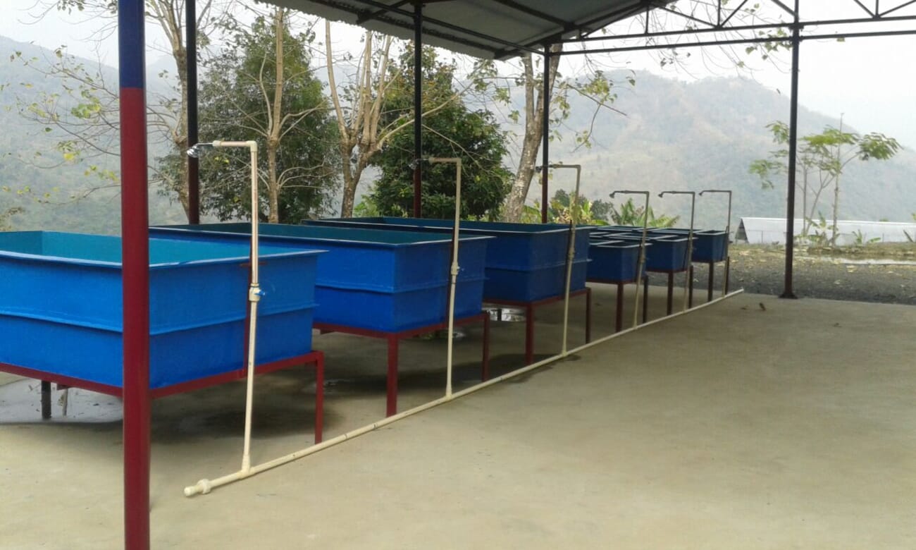 Aquaculture offers hope for Nagaland’s state fish | The Fish Site