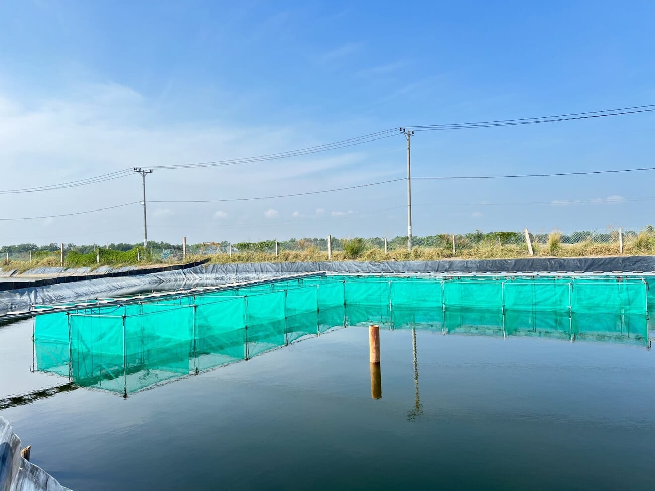 The coconut-based compound that’s showing great promise for salmon and ...