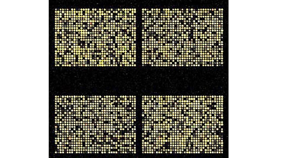 Breeding more resilience into aquaculture: a new frontier in selection ...