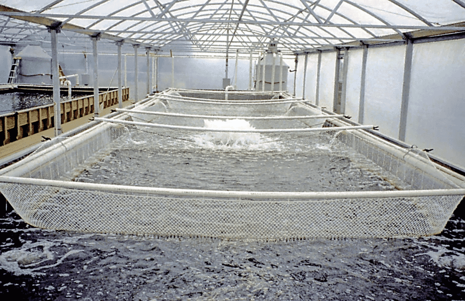 How stocking and harvesting strategies can improve your farm’s ...