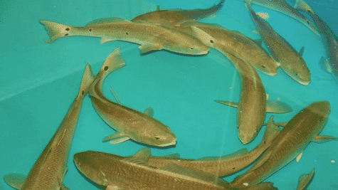 The global odyssey of the red drum | The Fish Site