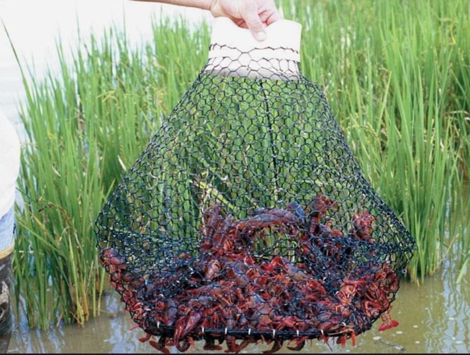 Crawfish aquaculture: a season in review | The Fish Site