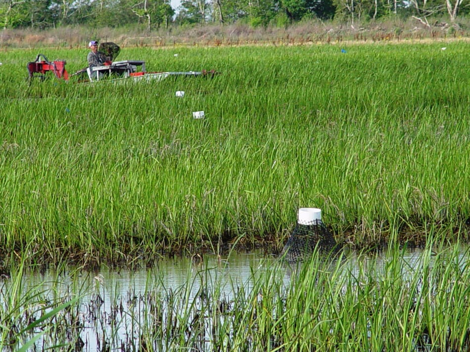 Fish in the Fields wins JMK Innovation Prize | The Fish Site