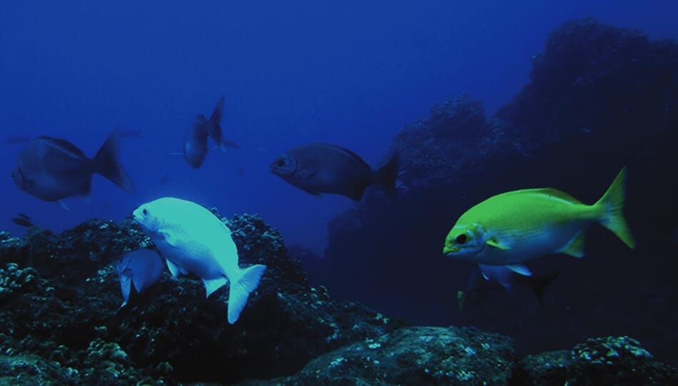 The case for farming more herbivorous marine fish | The Fish Site