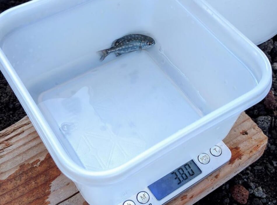 The case for farming more herbivorous marine fish | The Fish Site