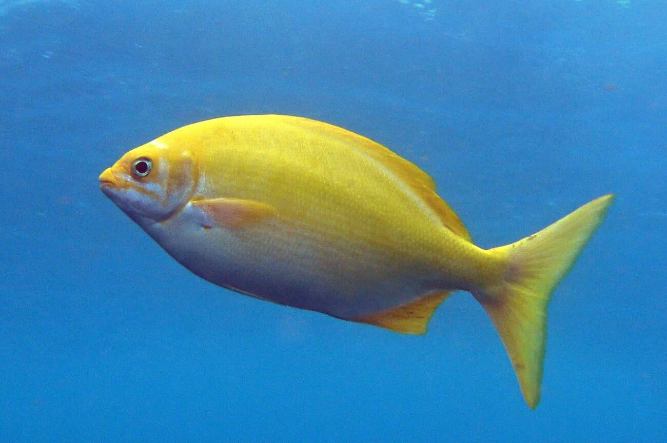 The case for farming more herbivorous marine fish | The Fish Site