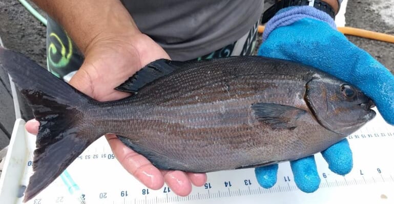 The case for farming more herbivorous marine fish | The Fish Site