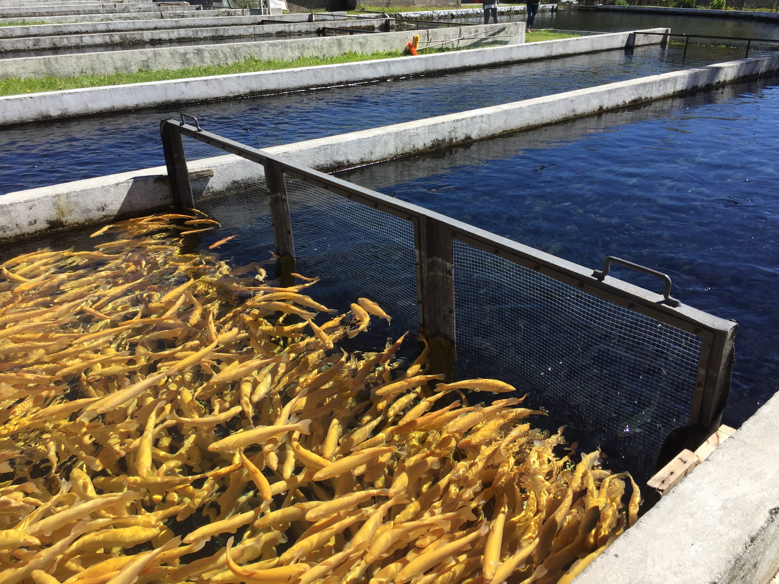 How stocking and harvesting strategies can improve your farm’s ...