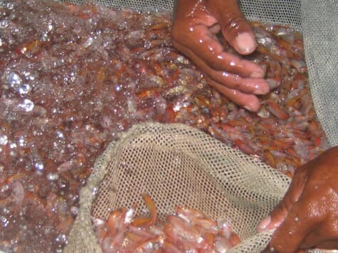 A different way to evaluate your aquaculture operation | The Fish Site