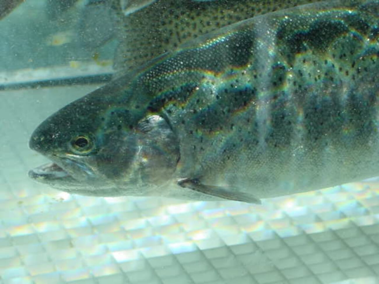 Is triploidy still the only practical option for sterile aquaculture ...