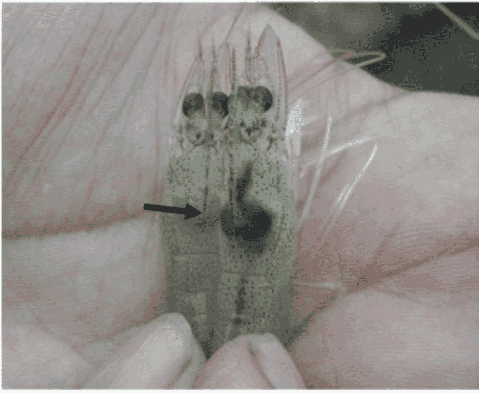 Everything you need to know about EMS in shrimp farming | The Fish Site