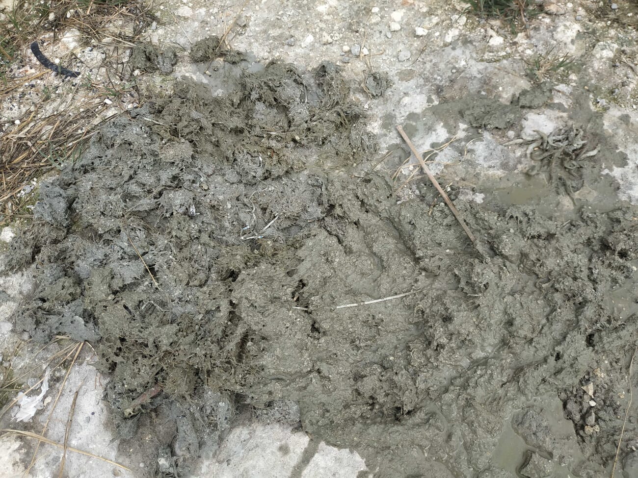 Seven tips to improve pond bottom quality in shrimp farms | The Fish Site