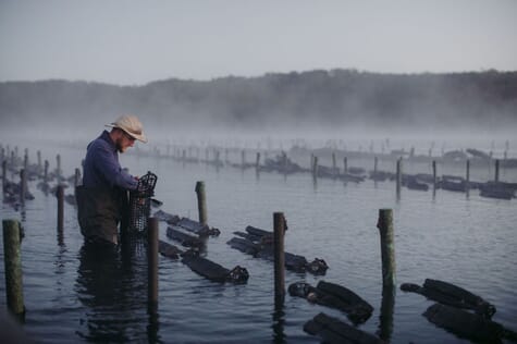 The evolution of an oyster farming startup | The Fish Site