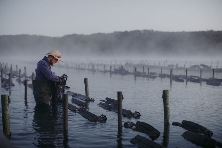 The evolution of an oyster farming startup | The Fish Site