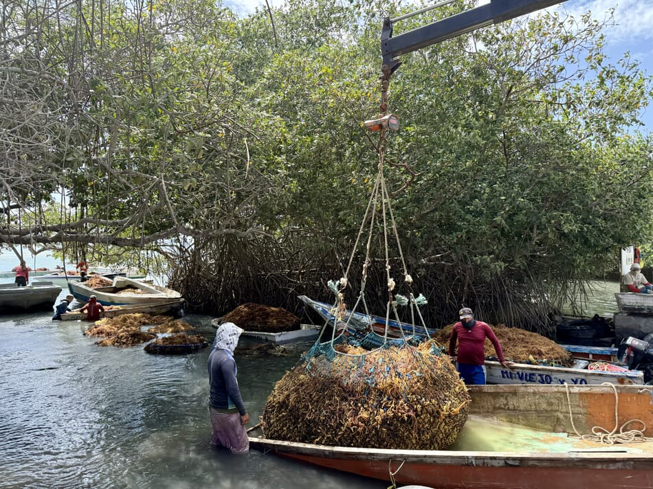 Building Latin America’s largest tropical seaweed farming business ...