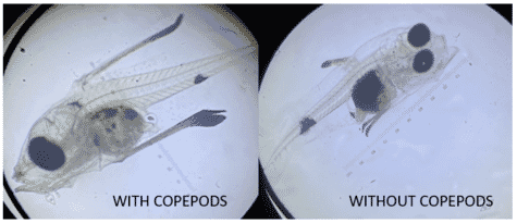The live feed that could revolutionise grouper aquaculture | The Fish Site