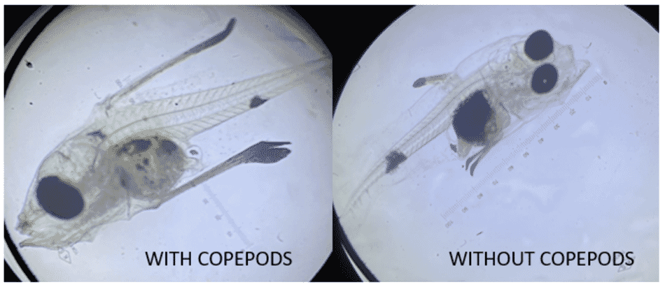The live feed that could revolutionise grouper aquaculture | The Fish Site