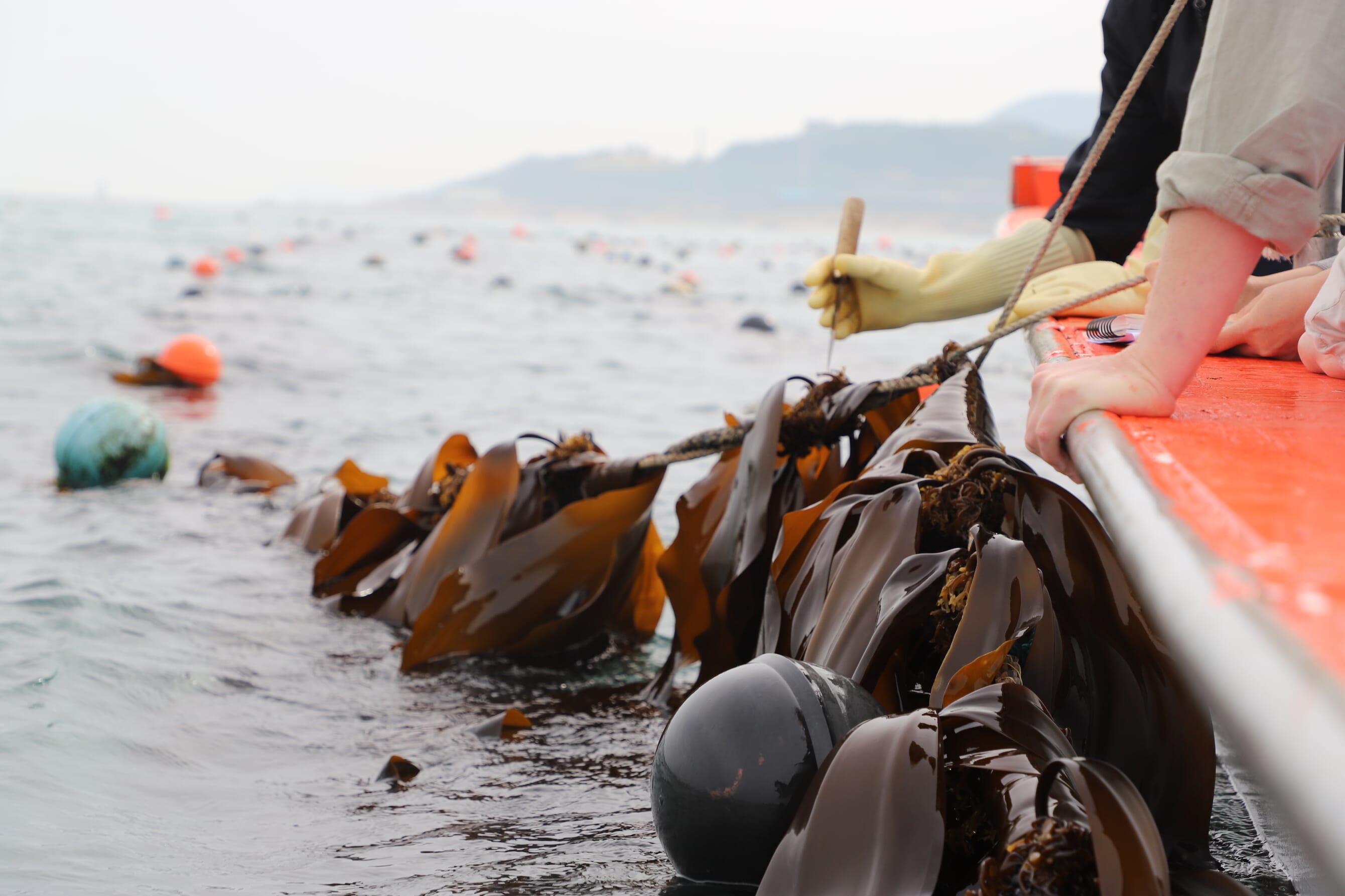 The biggest obstacle to the success of the seaweed sector in the West ...