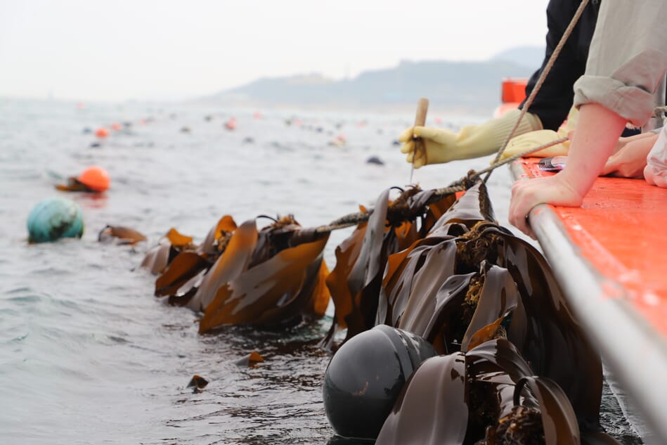 Are investors in the seaweed sector looking in the wrong place? | The ...