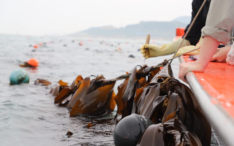 Nueva Pascanova plans world's largest octopus farm | The Fish Site Nueva Pascanova plans world's largest octopus farm | The Fish Site