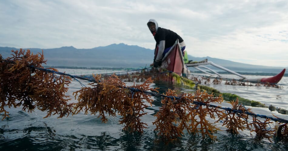 Why tropical seaweed should be seen as “the future industrial feedstock ...