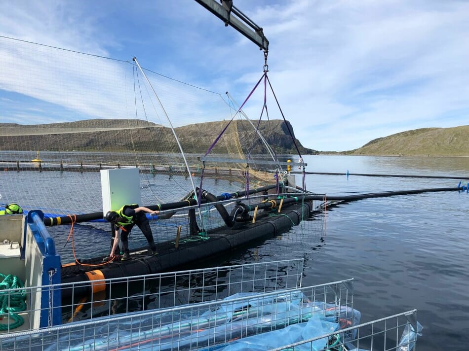 Innovative electric barrier targets jellyfish threat to salmon | The ...