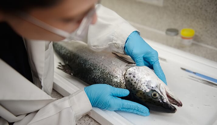Could clinical chemistry revolutionise the health of farmed fish? | The ...