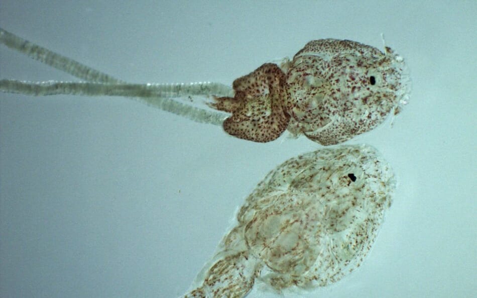Sea lice vaccine prototypes show promising results | The Fish Site