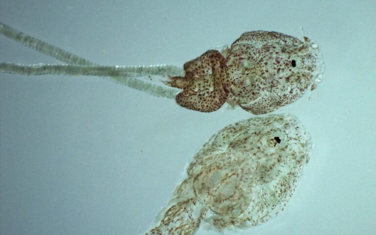 Sea lice vaccine prototypes show promising results | The Fish Site