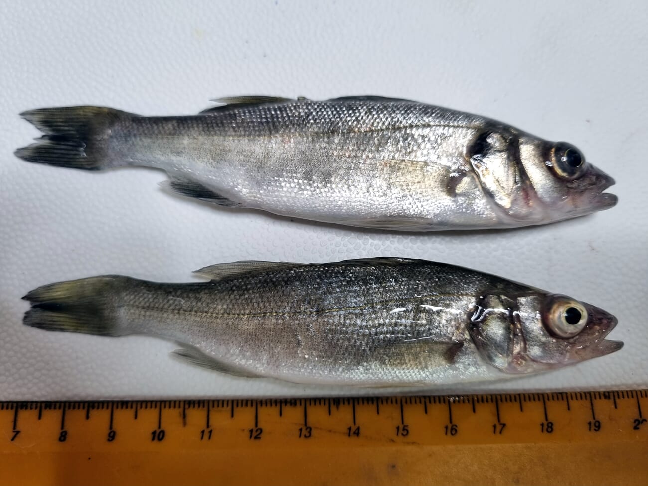 How to recognise and counter Streptococcus outbreaks in aquaculture ...