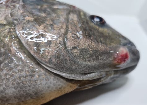 How to recognise and counter Streptococcus outbreaks in aquaculture ...