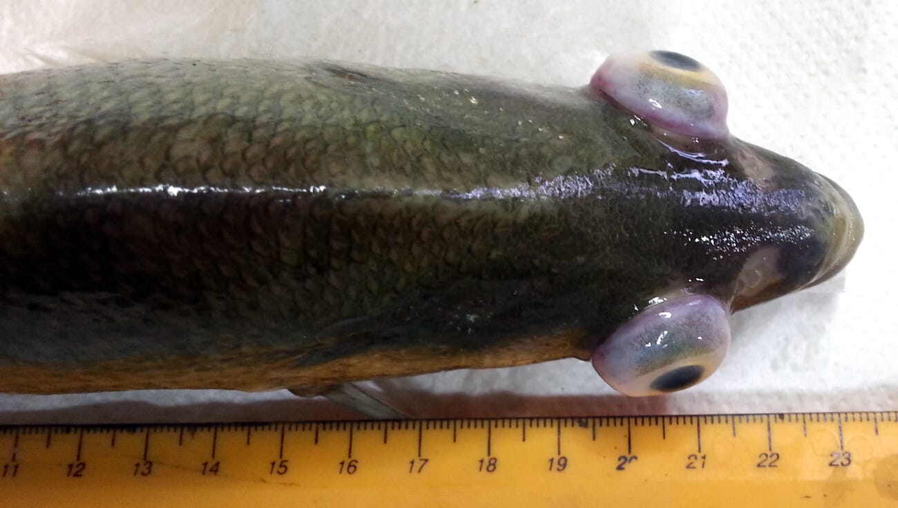 How to recognise and counter Streptococcus outbreaks in aquaculture ...