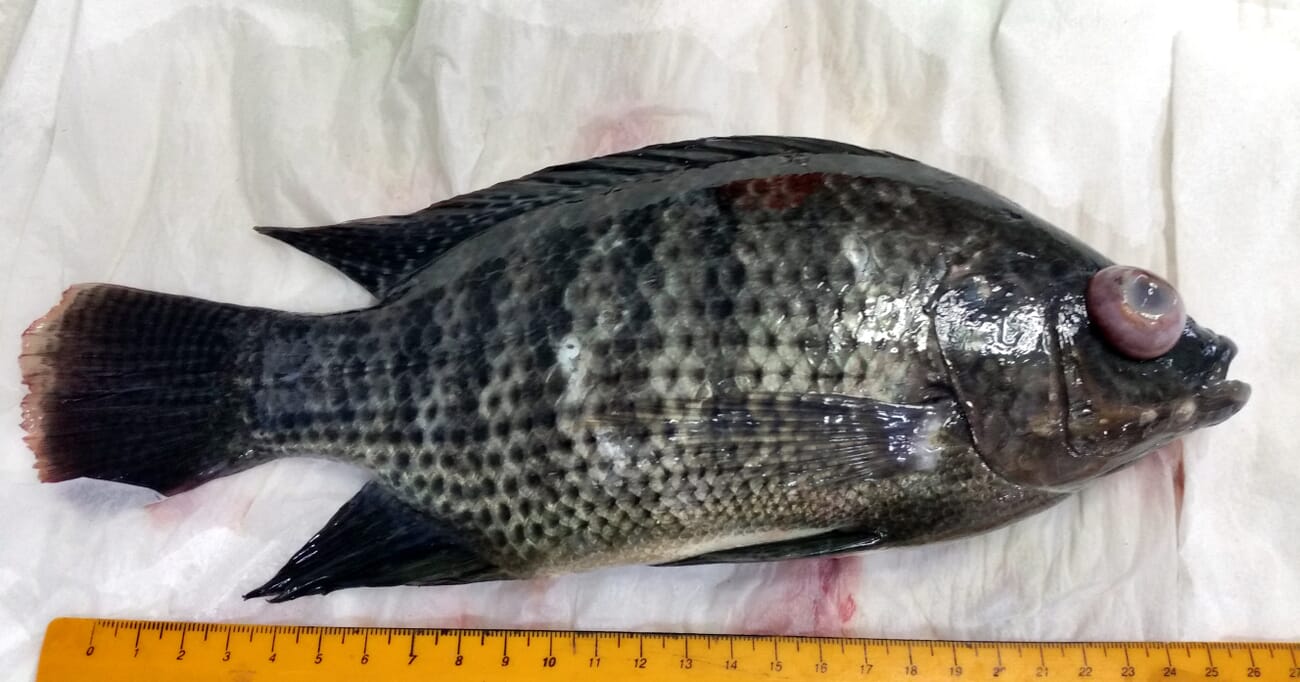 How to recognise and counter Streptococcus outbreaks in aquaculture ...