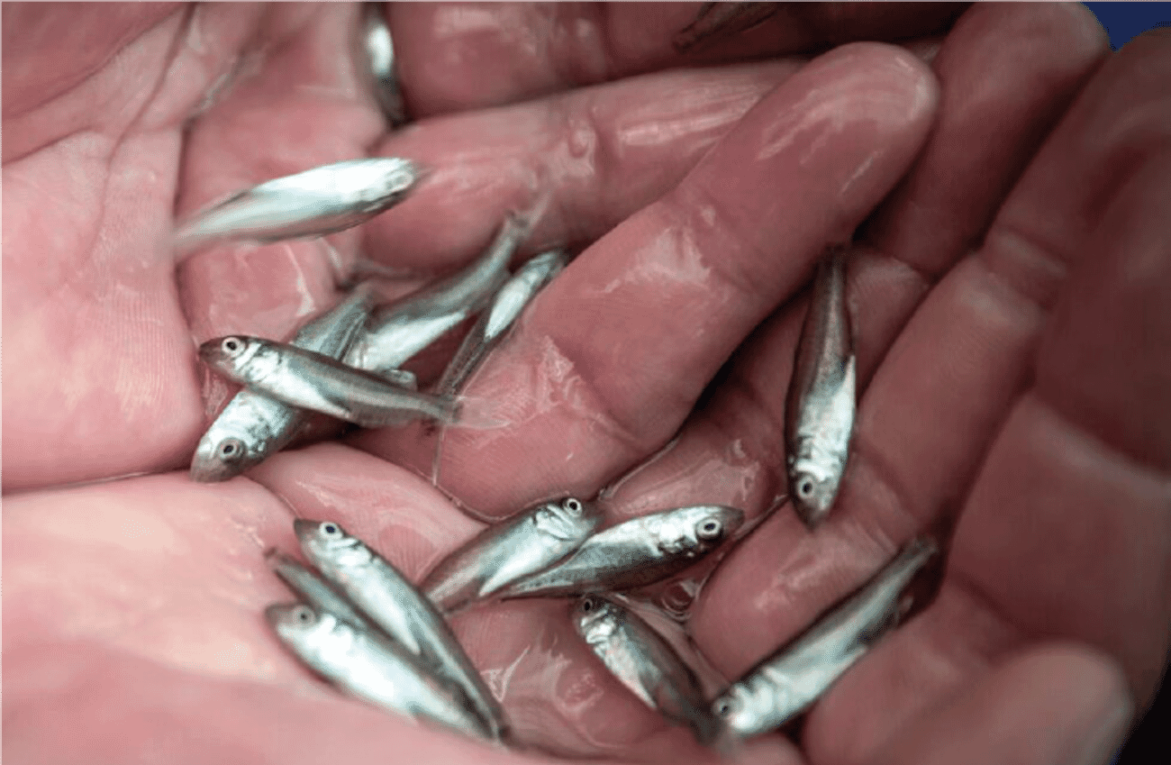 Marine larval feed launched | The Fish Site