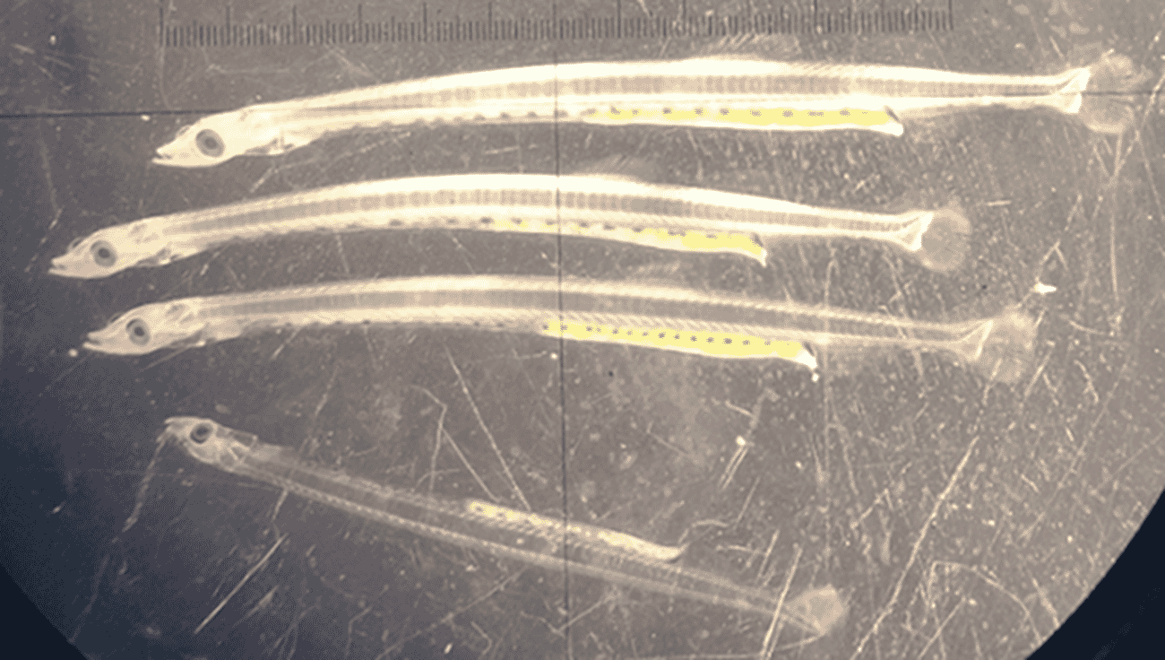 Scientists celebrate success for capelin rearing | The Fish Site