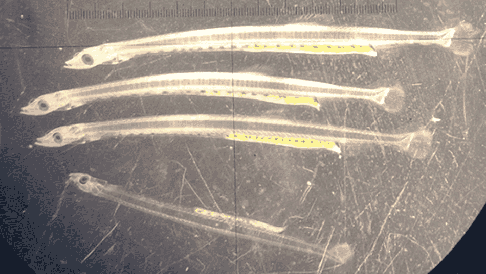 Scientists celebrate success for capelin rearing | The Fish Site