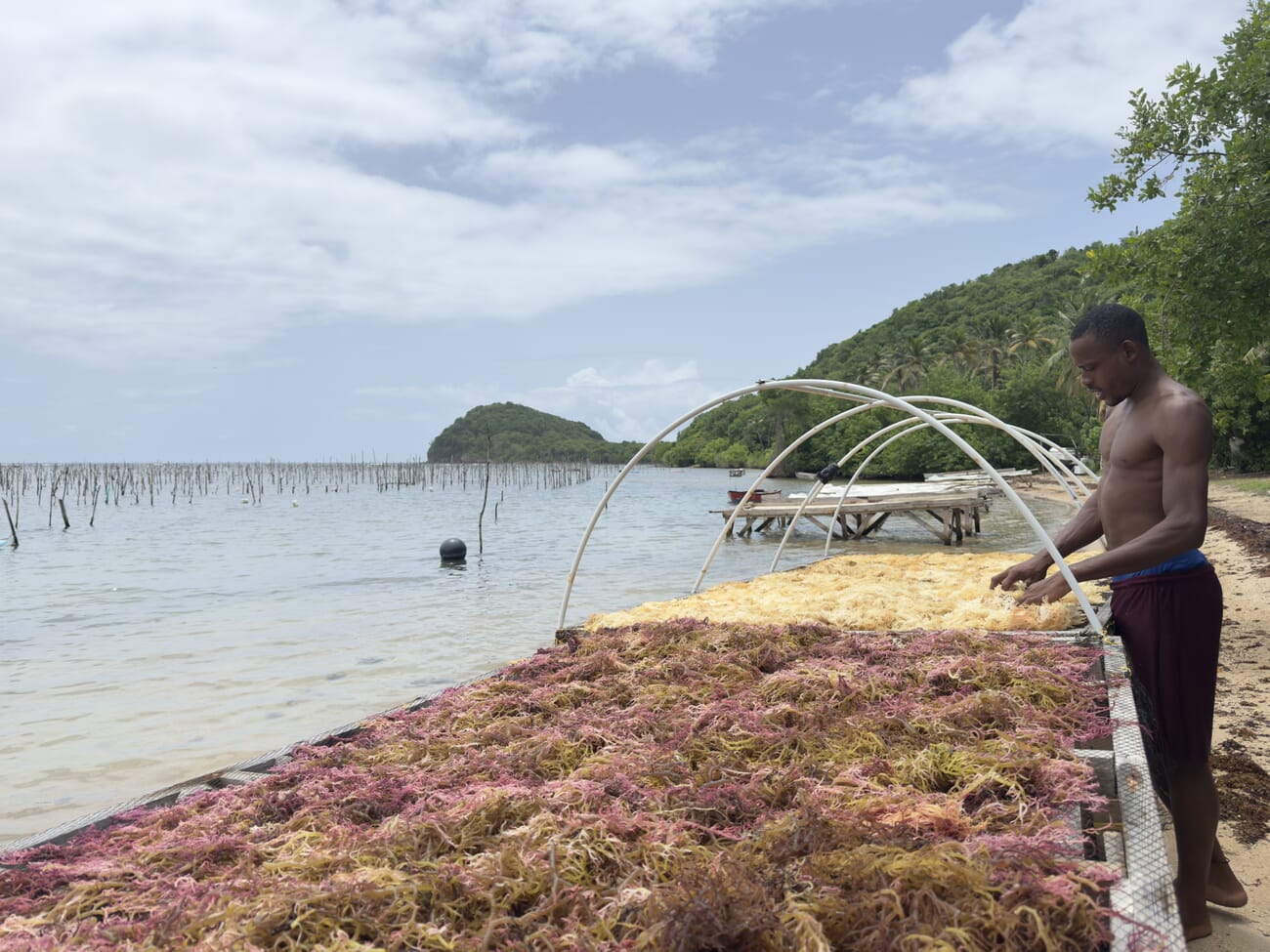 The seamoss farmers of the Eastern Caribbean | The Fish Site