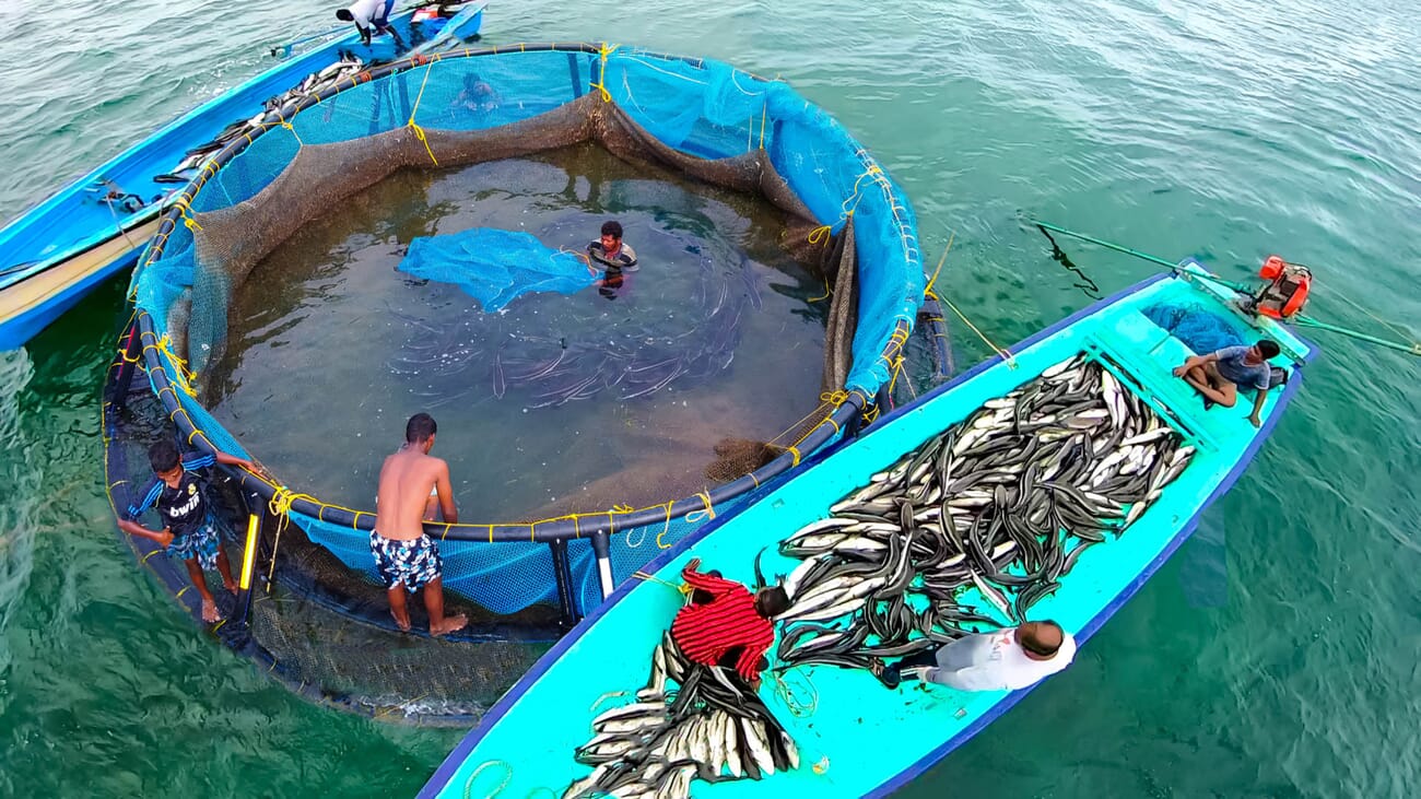 Ocean cage culture offers new possibilities for India’s coastal areas ...