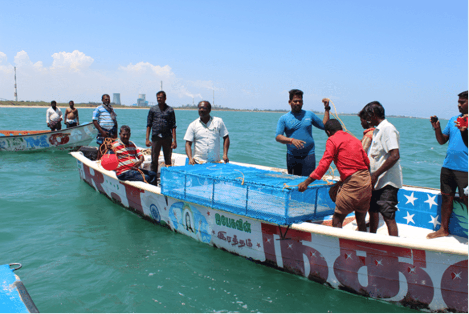 India’s CMFRI hosts release of hatchery-produced pearl oyster spat ...