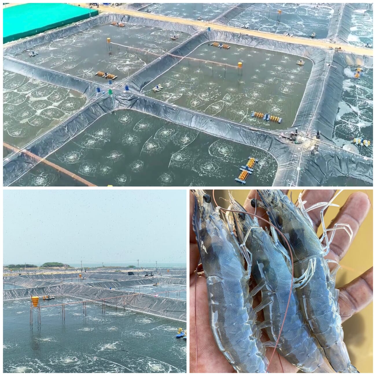 Meet the farmer: Nishanth Reddy | The Fish Site