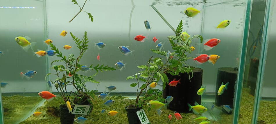 Northeast India looks to ramp up ornamental fish production | The Fish Site