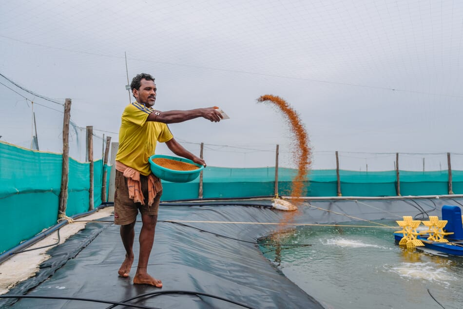 Scaling up the adoption of technology in Indian aquaculture | The Fish Site