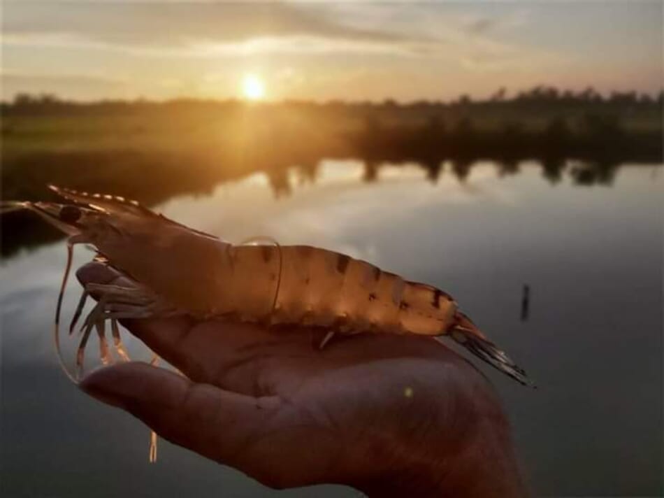 Exploring the use of probiotics in shrimp farms | The Fish Site