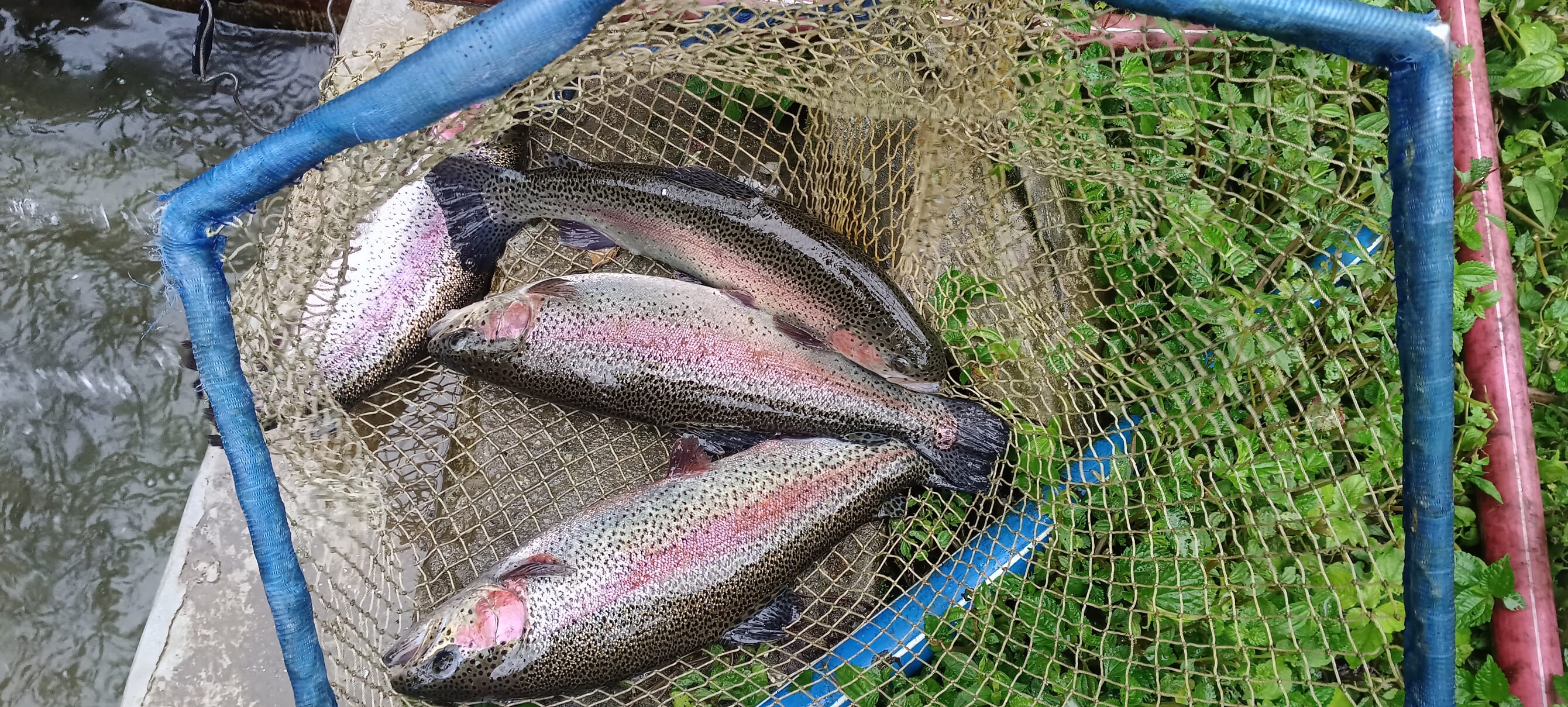 India’s thriving trout farming scene | The Fish Site